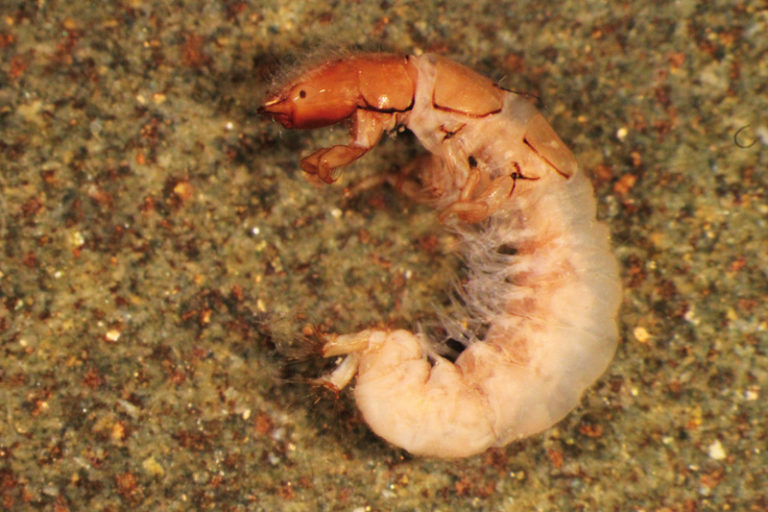 Přehrady a vodní bezobratlí živočichové | VTEI